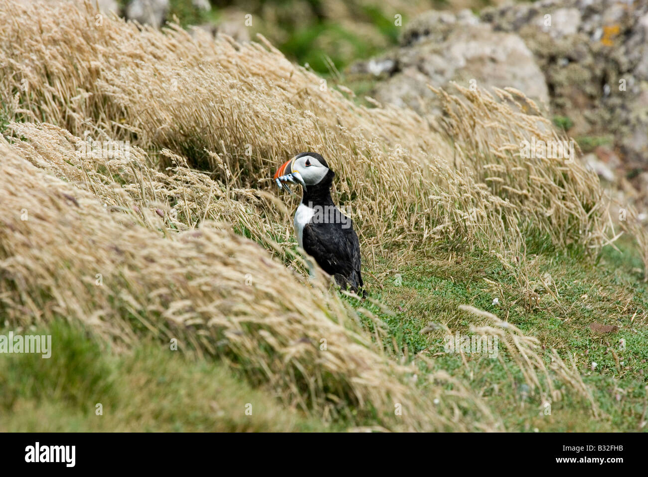 Hidding in grass hi-res stock photography and images - Alamy