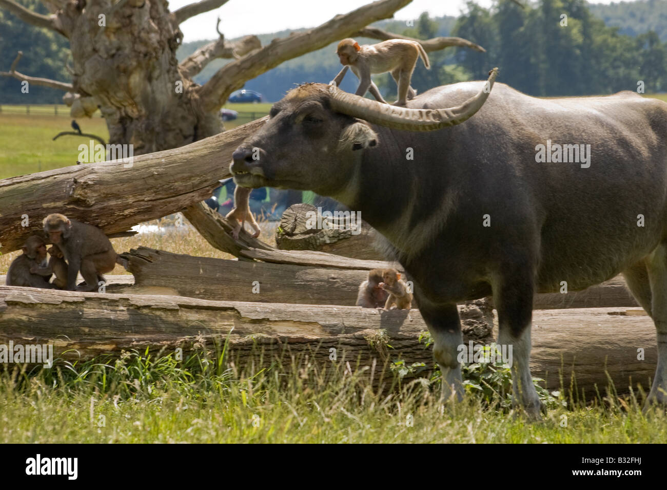 buffalo and monkeys Stock Photo - Alamy