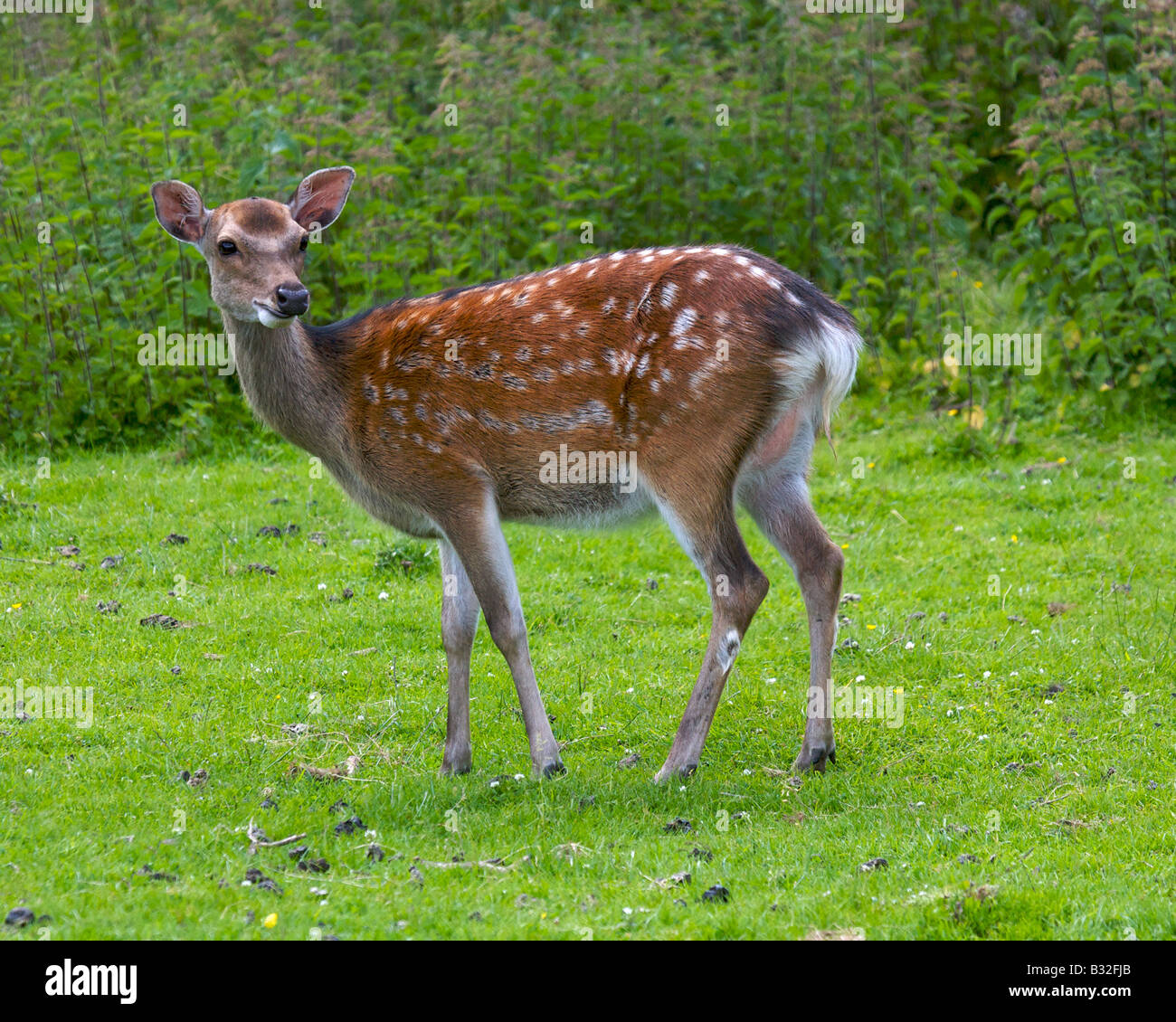 Single deer hi-res stock photography and images - Alamy