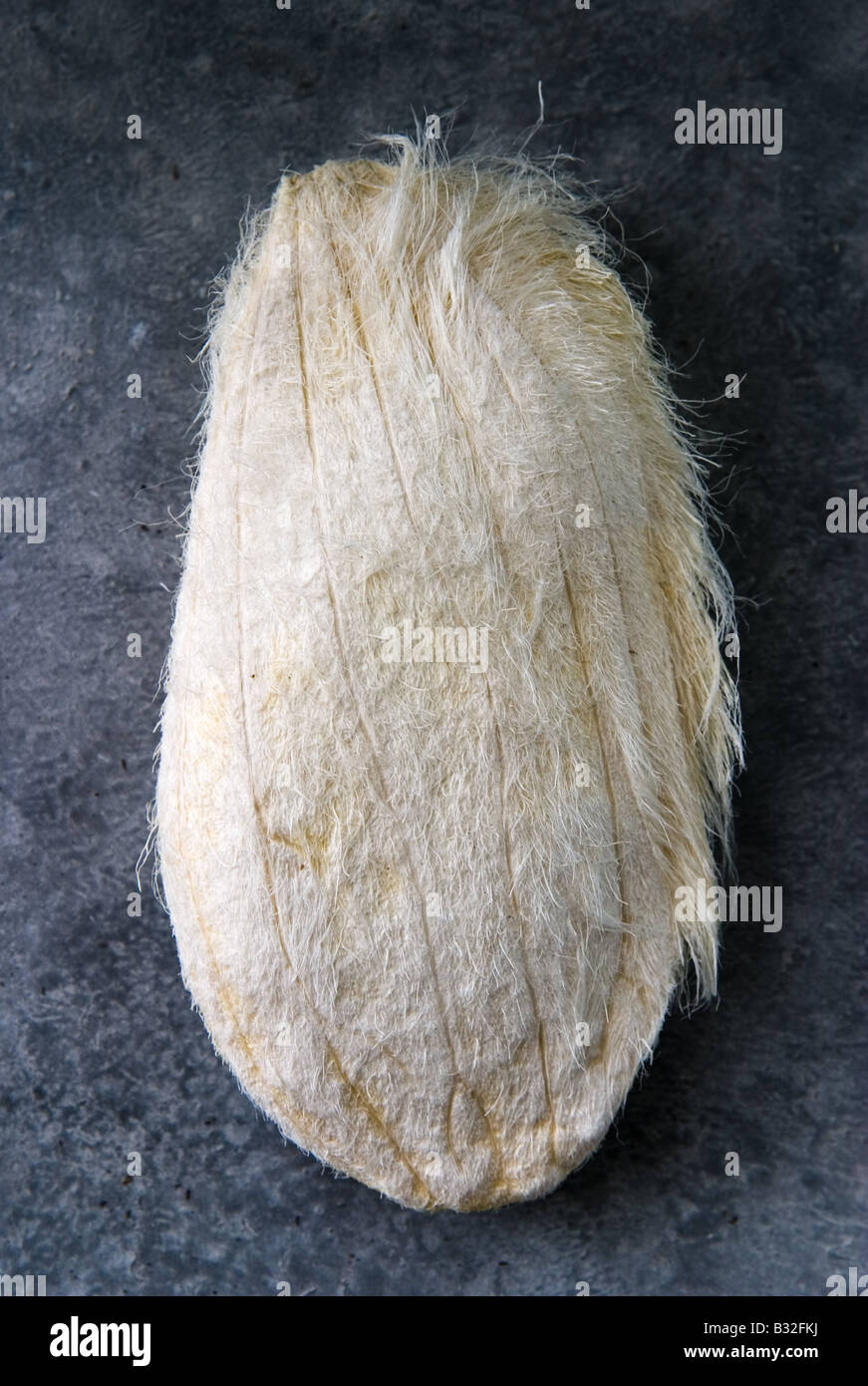 Mango seed hi-res stock photography and images - Alamy