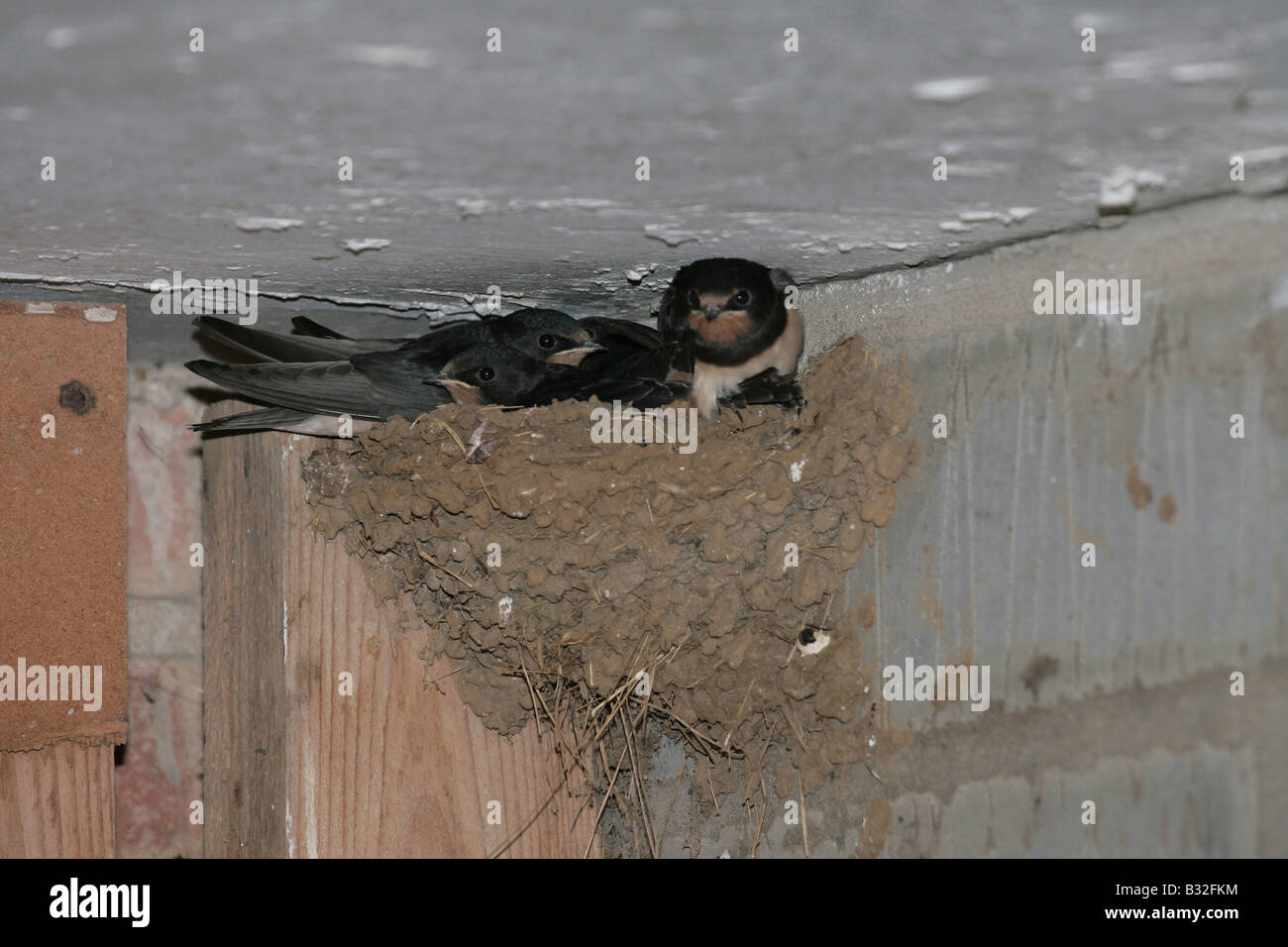 Swallow Hirundo rustica chicks in a nest Stock Photo - Alamy