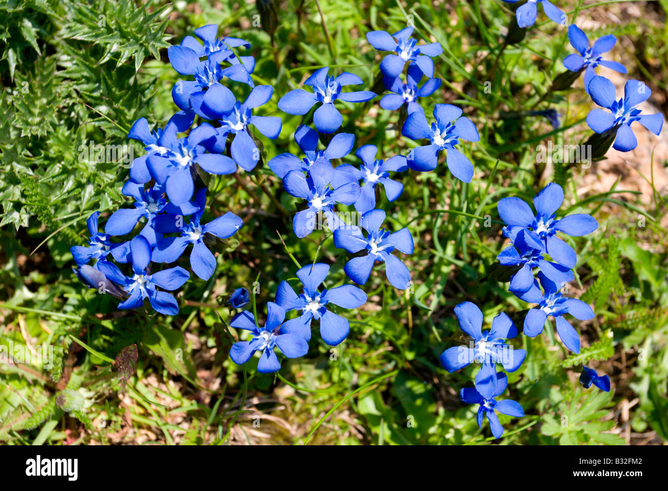 Bavarian Gentian High Resolution Stock Photography and Images - Alamy