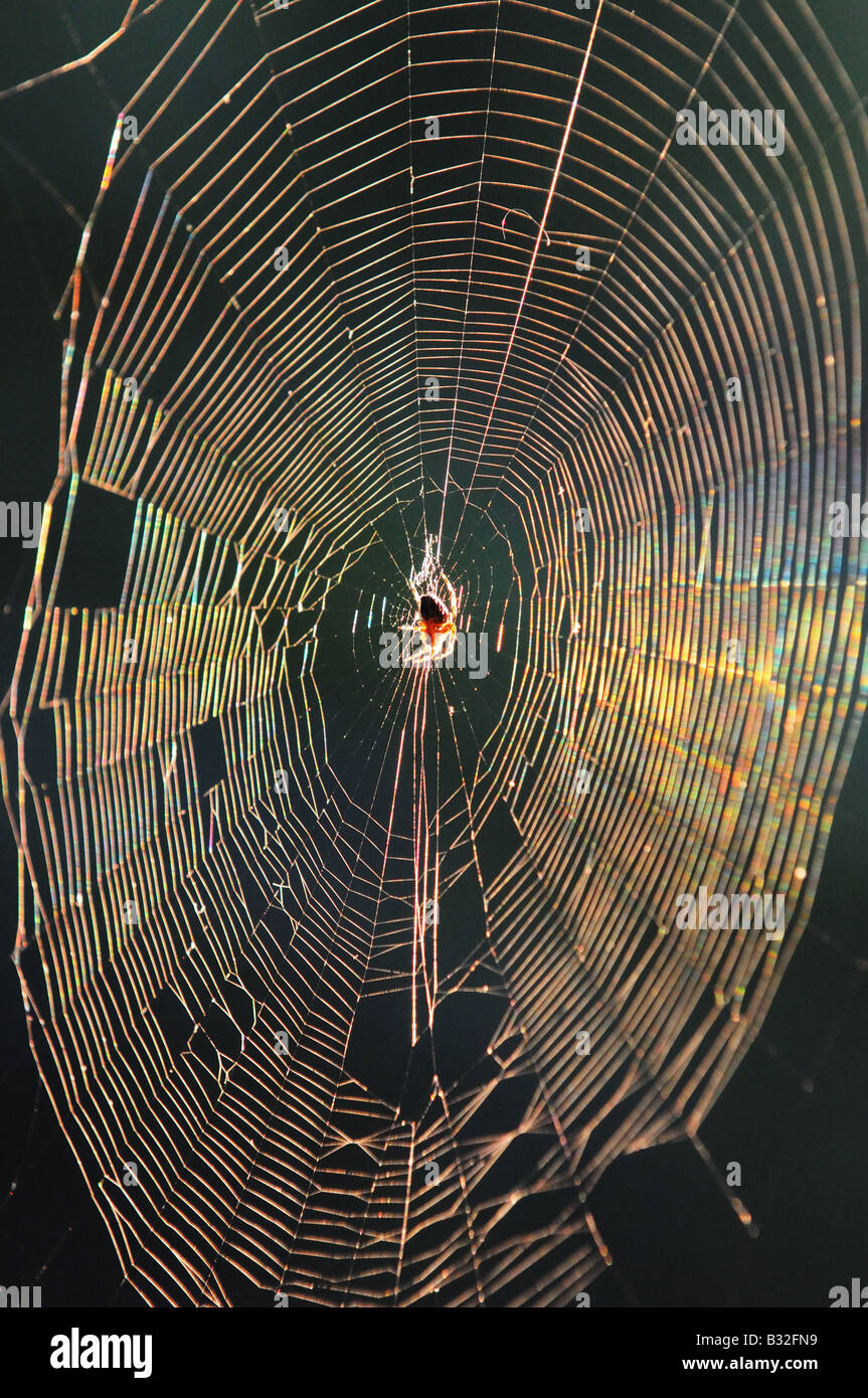 Spider hanging from web hi-res stock photography and images - Alamy