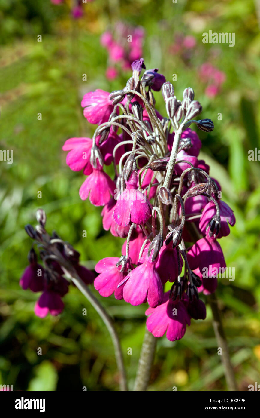 Flower Horn High Resolution Stock Photography and Images - Alamy