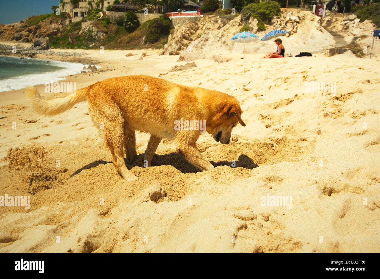 Golden retriever digging hi-res stock photography and images - Alamy