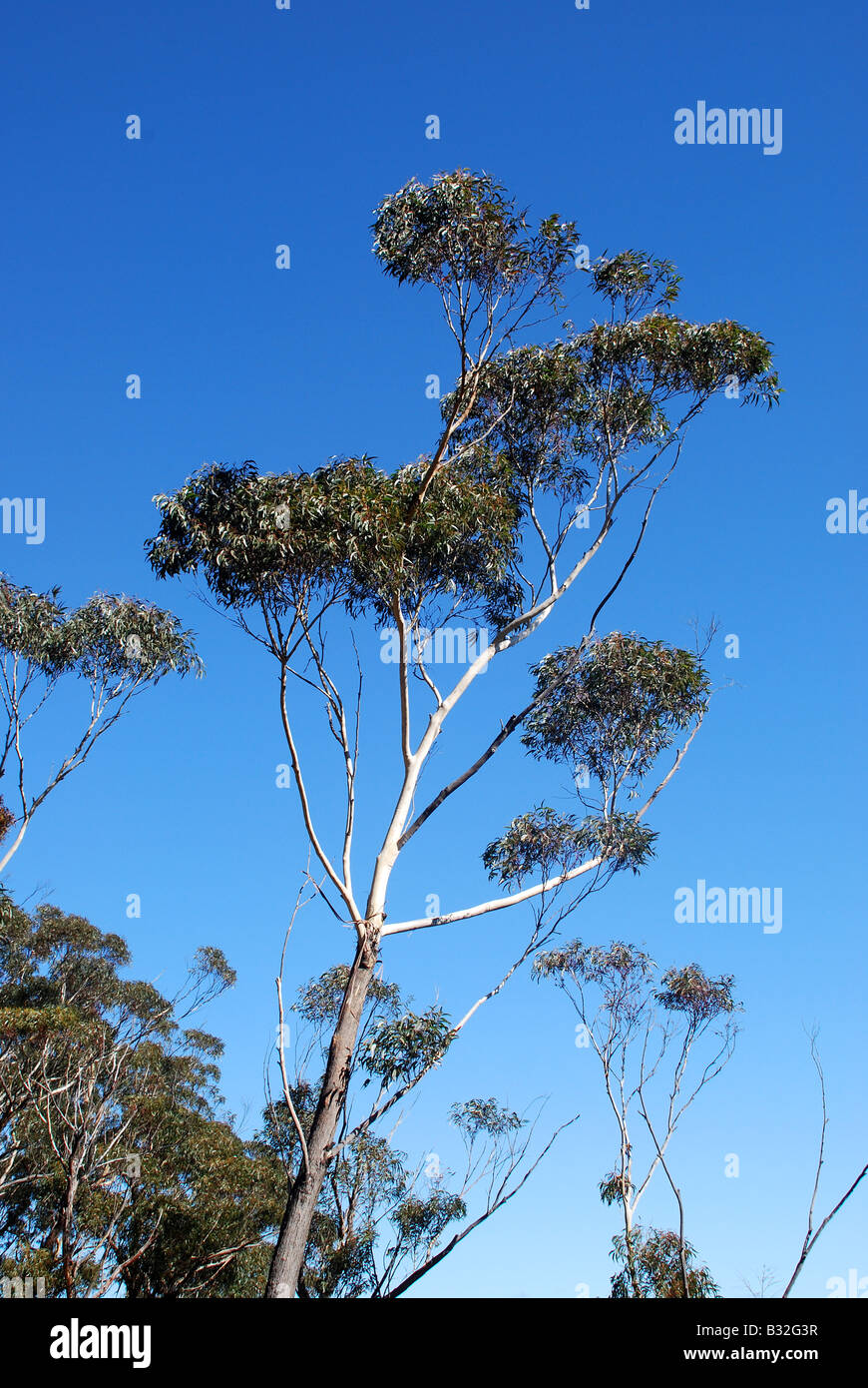 Tree against blue sky, Australia Stock Photo - Alamy