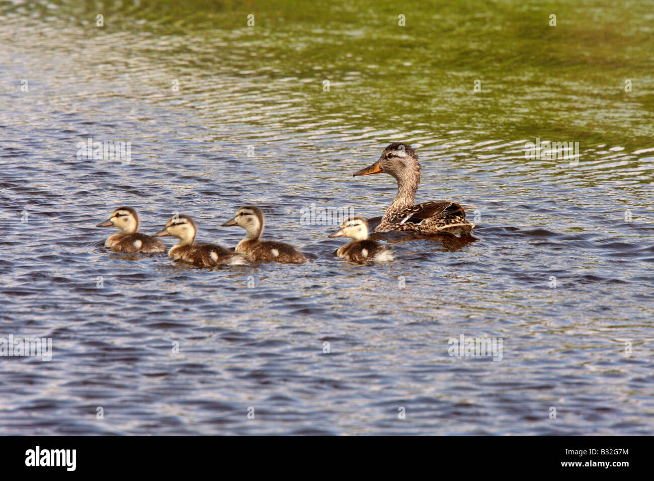 Hen and ducklings swimming in roadside pond Stock Photo - Alamy