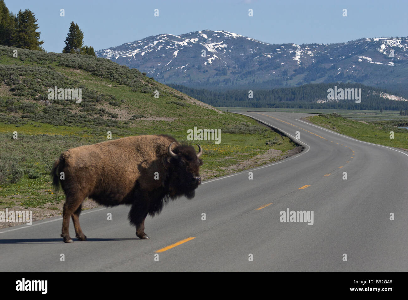 Stopping for bison hi-res stock photography and images - Alamy