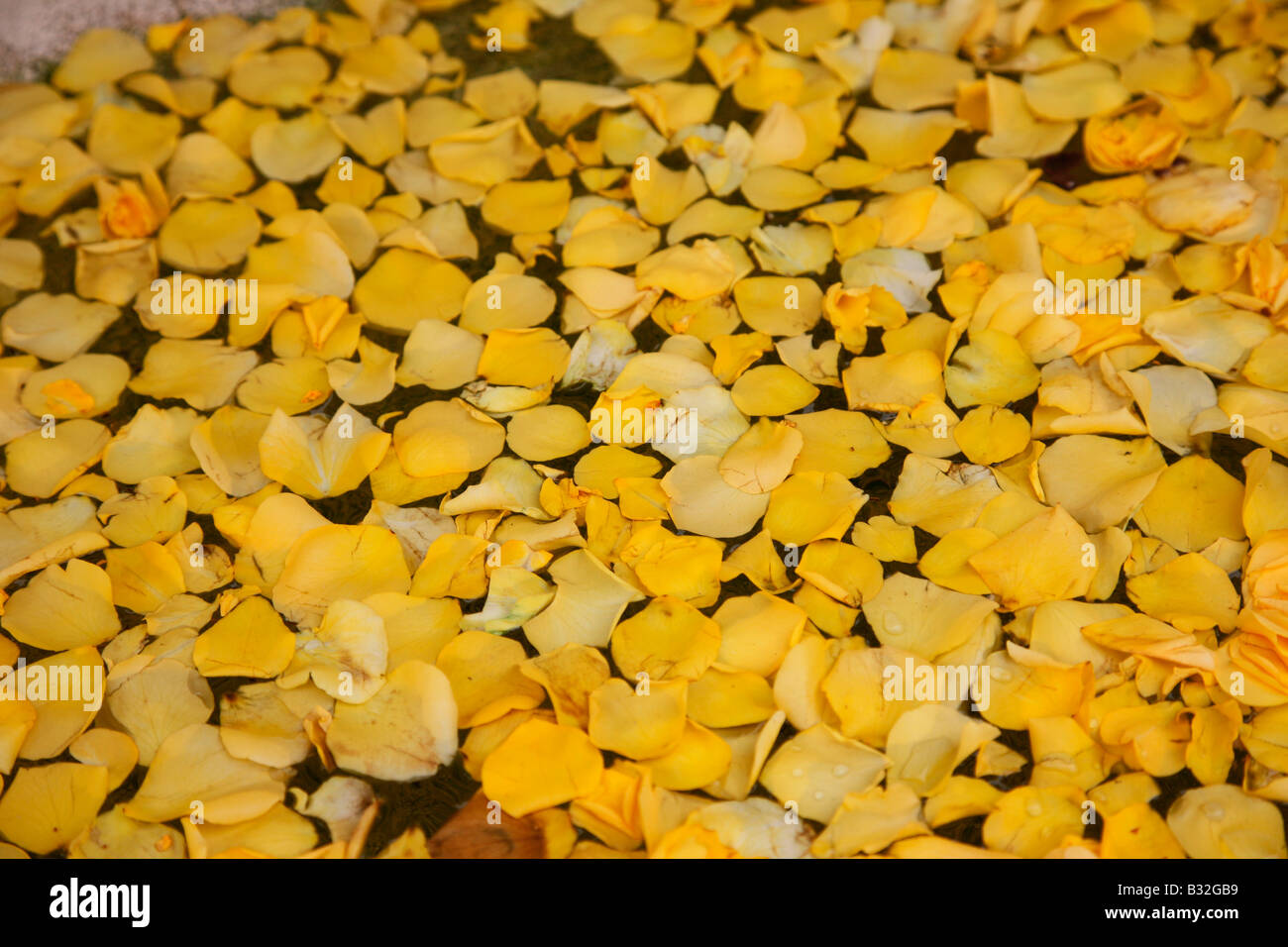 Yellow Rose Petals Stock Photo - Alamy