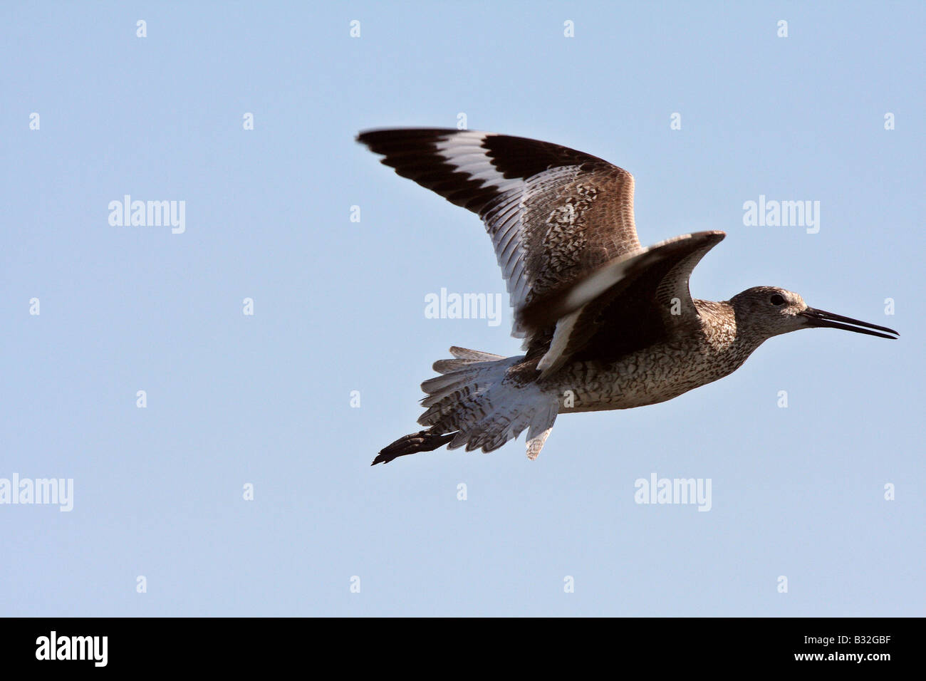 Willet flying hi-res stock photography and images - Alamy