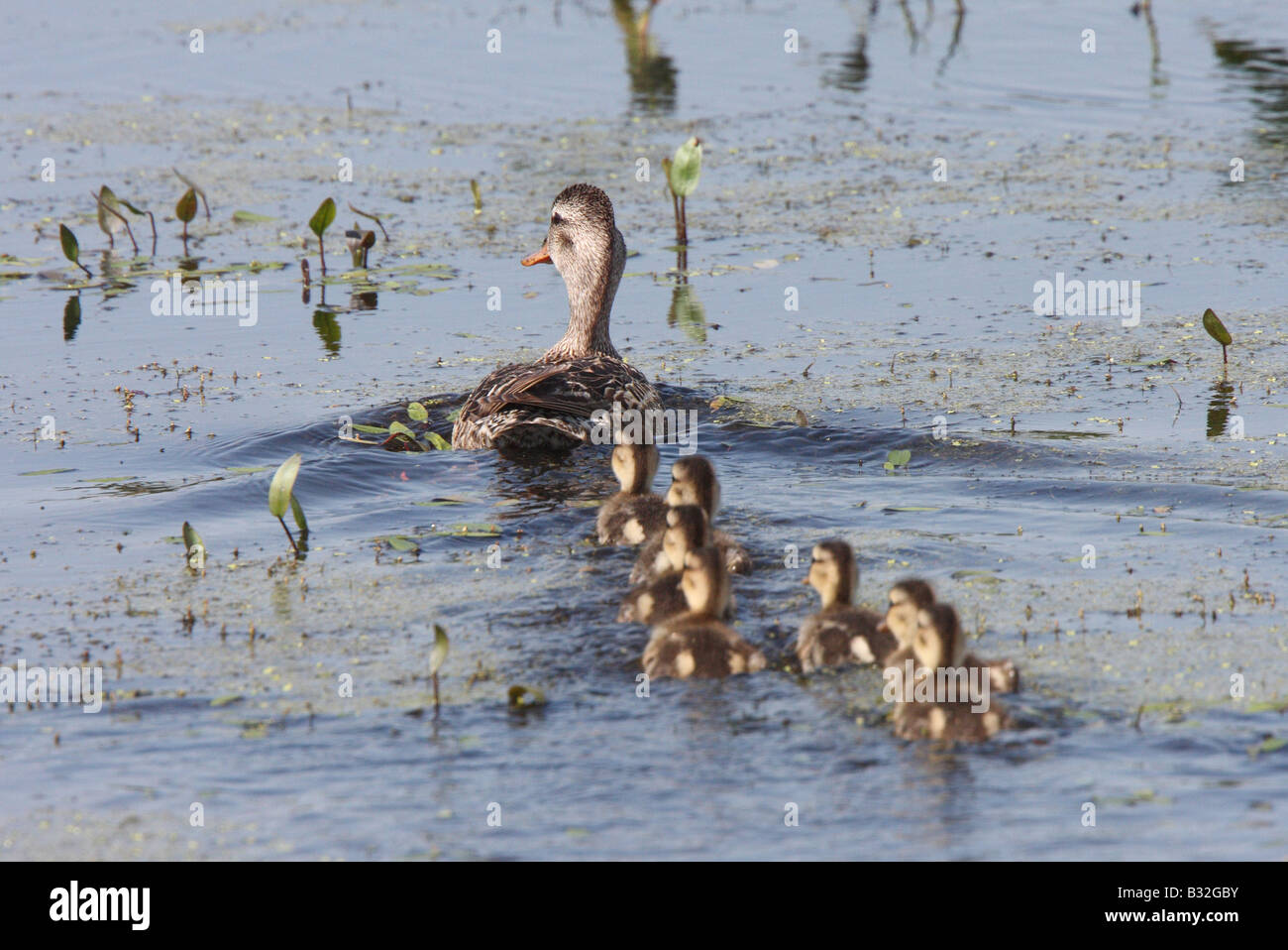 Hen and ducklings swimming in roadside pond Stock Photo - Alamy