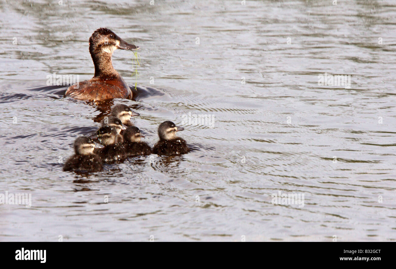 Hen and ducklings swimming in roadside pond Stock Photo - Alamy