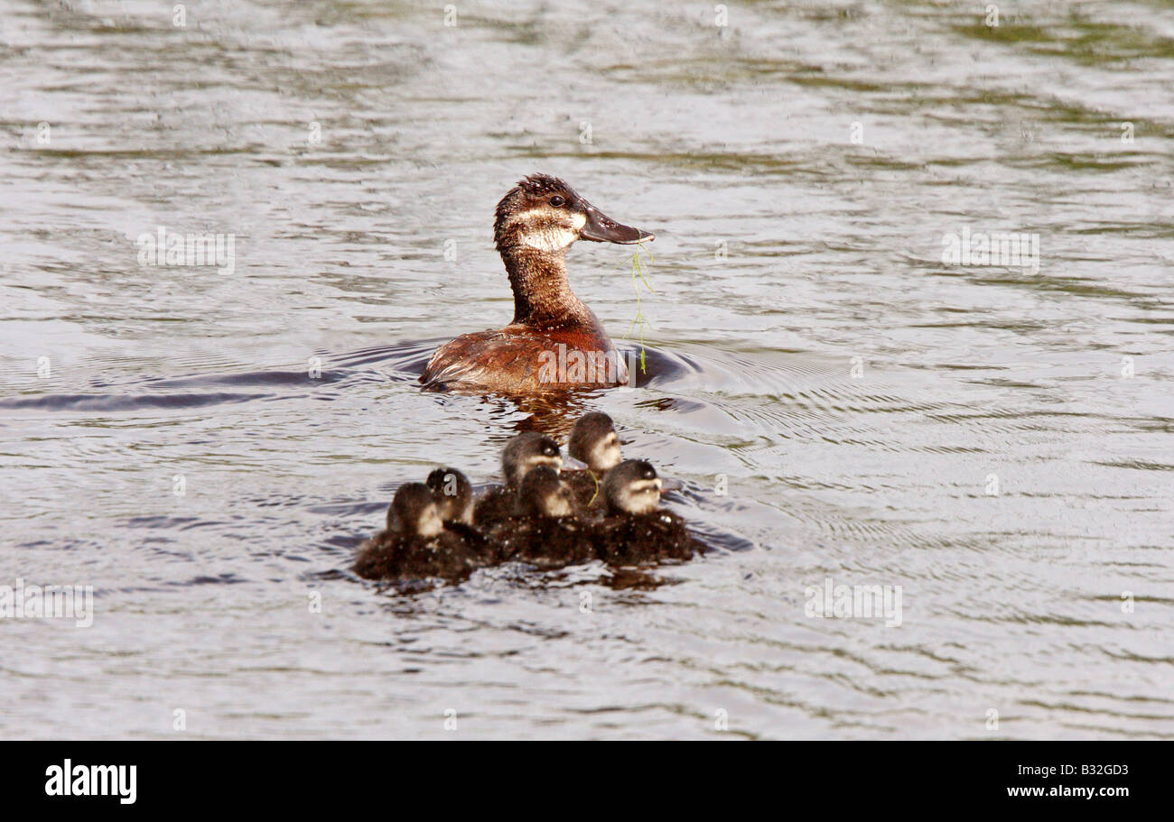 Hen and ducklings swimming in roadside pond Stock Photo - Alamy