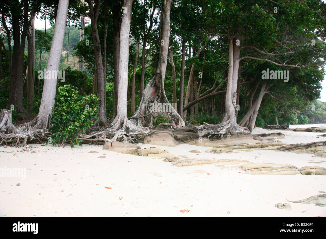 Tropical forest of Andaman along the coast line Stock Photo - Alamy