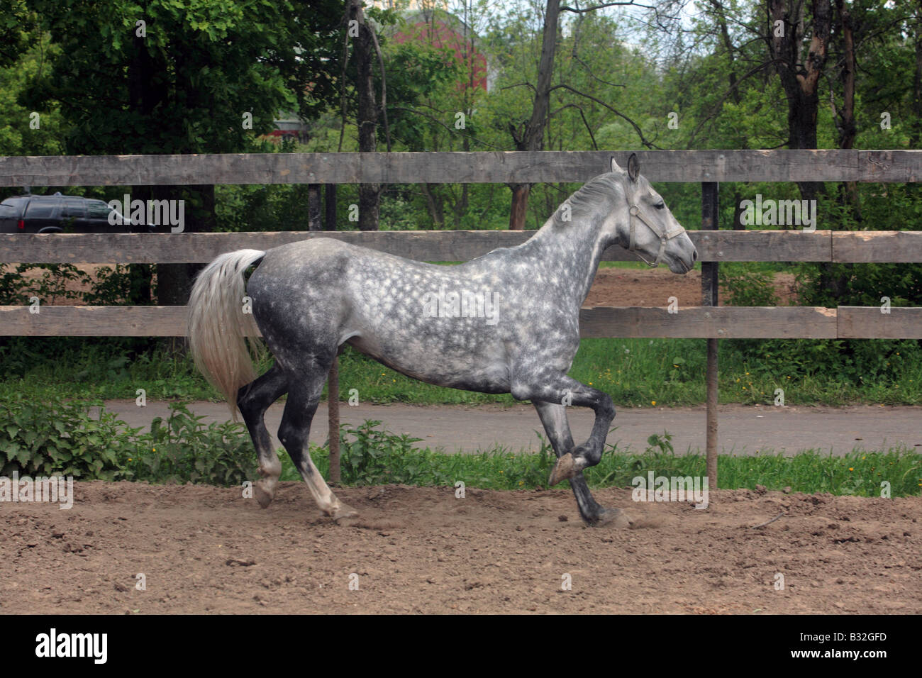 Trakehner Horse