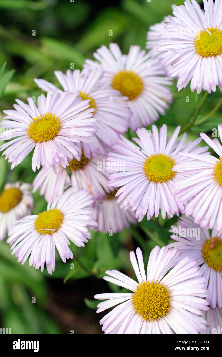 Erigeron hi-res stock photography and images - Alamy