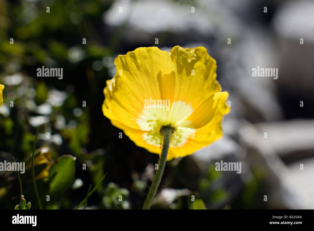 Blooming flowers in World Heritage Site Pirin National Park Bulgaria ...