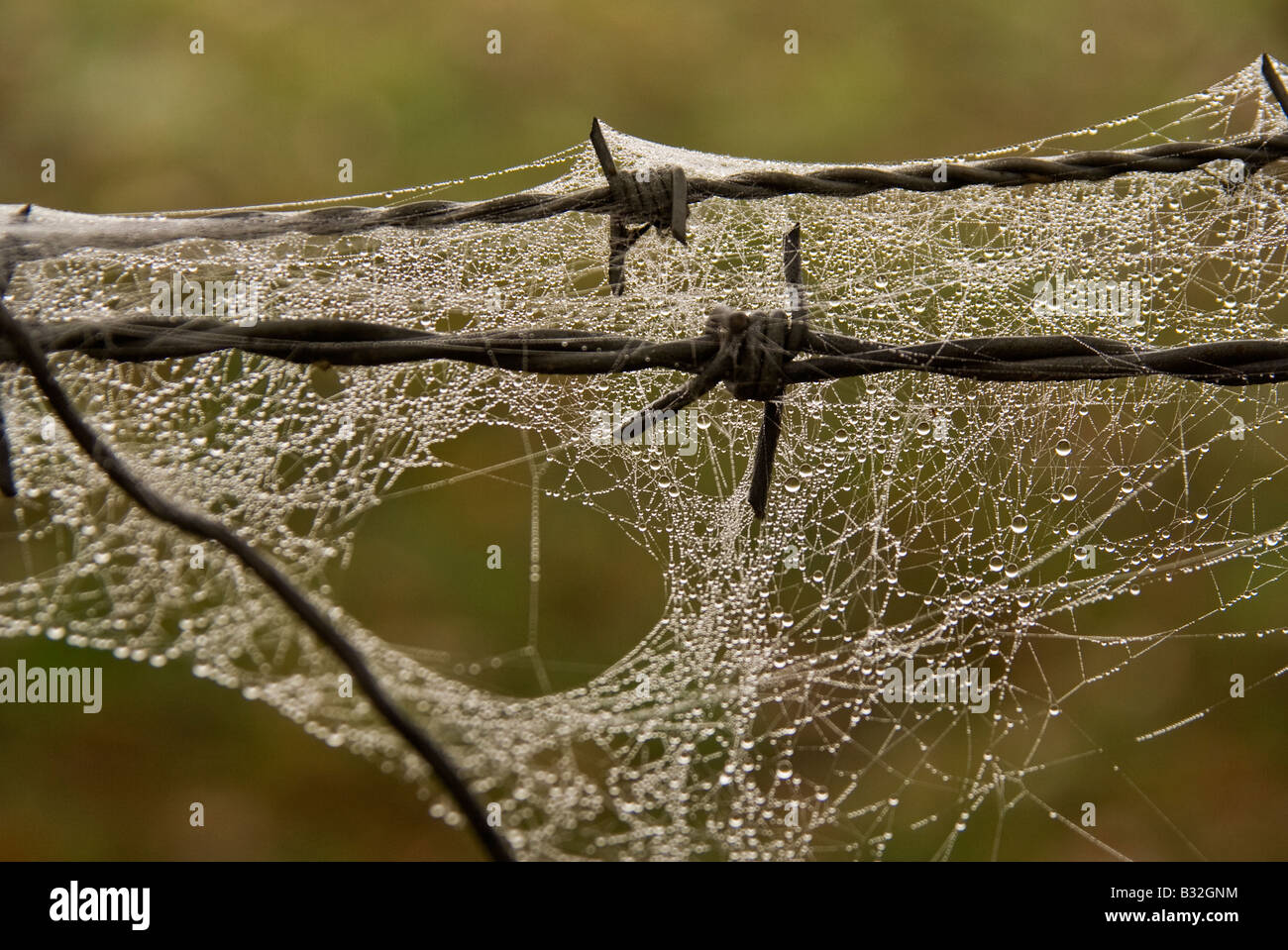 cobweb on "barbed wire Stock Photo - Alamy