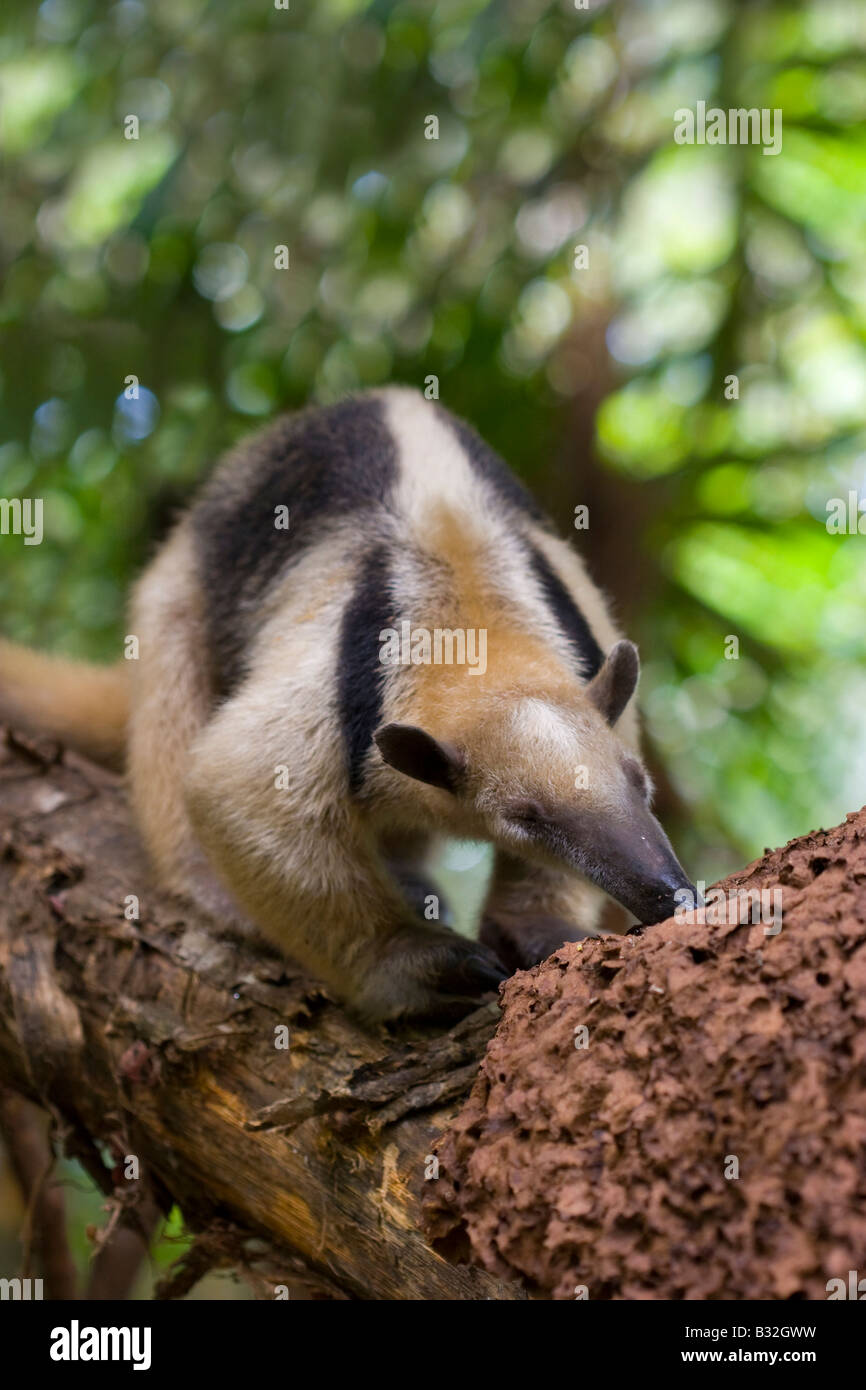 THREE-TOED ANTEATER or NORTHERN TAMANDUA (Tamandua mexicana) feeding at ...