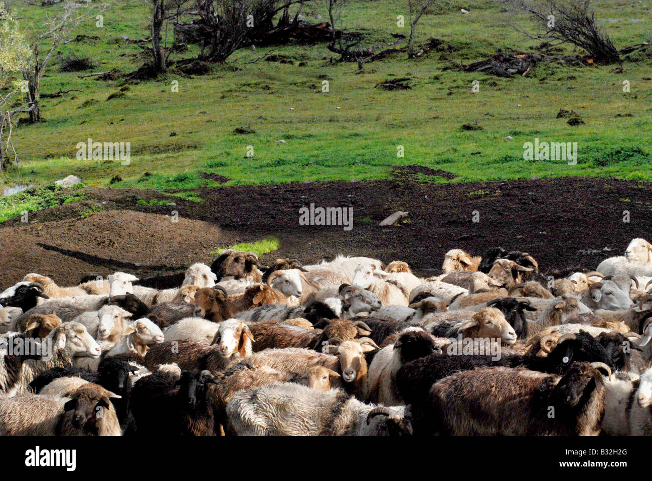 Sheep range beside river hi-res stock photography and images - Alamy