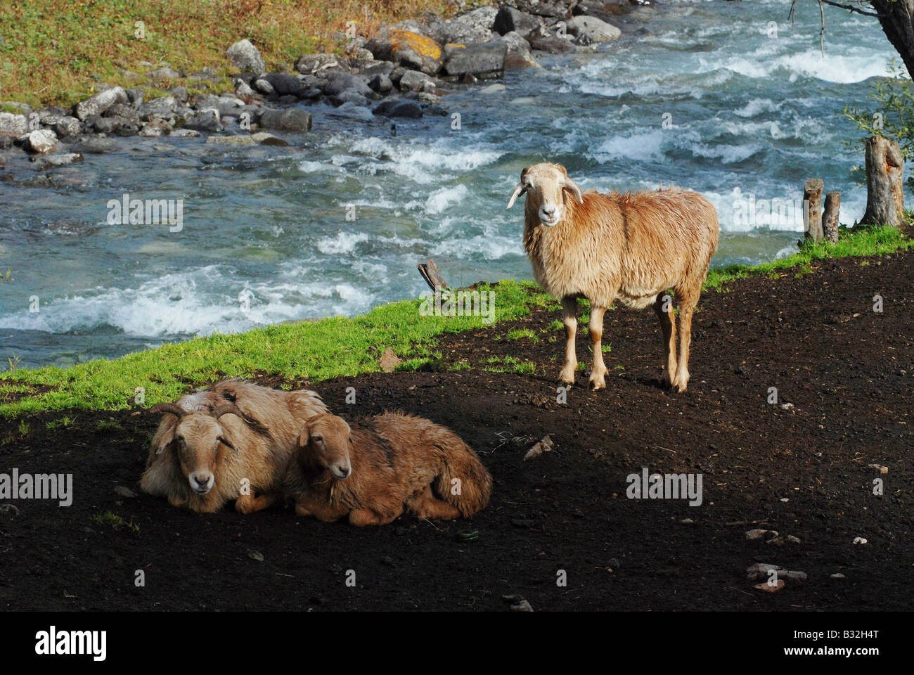 Sheep range beside river hi-res stock photography and images - Alamy