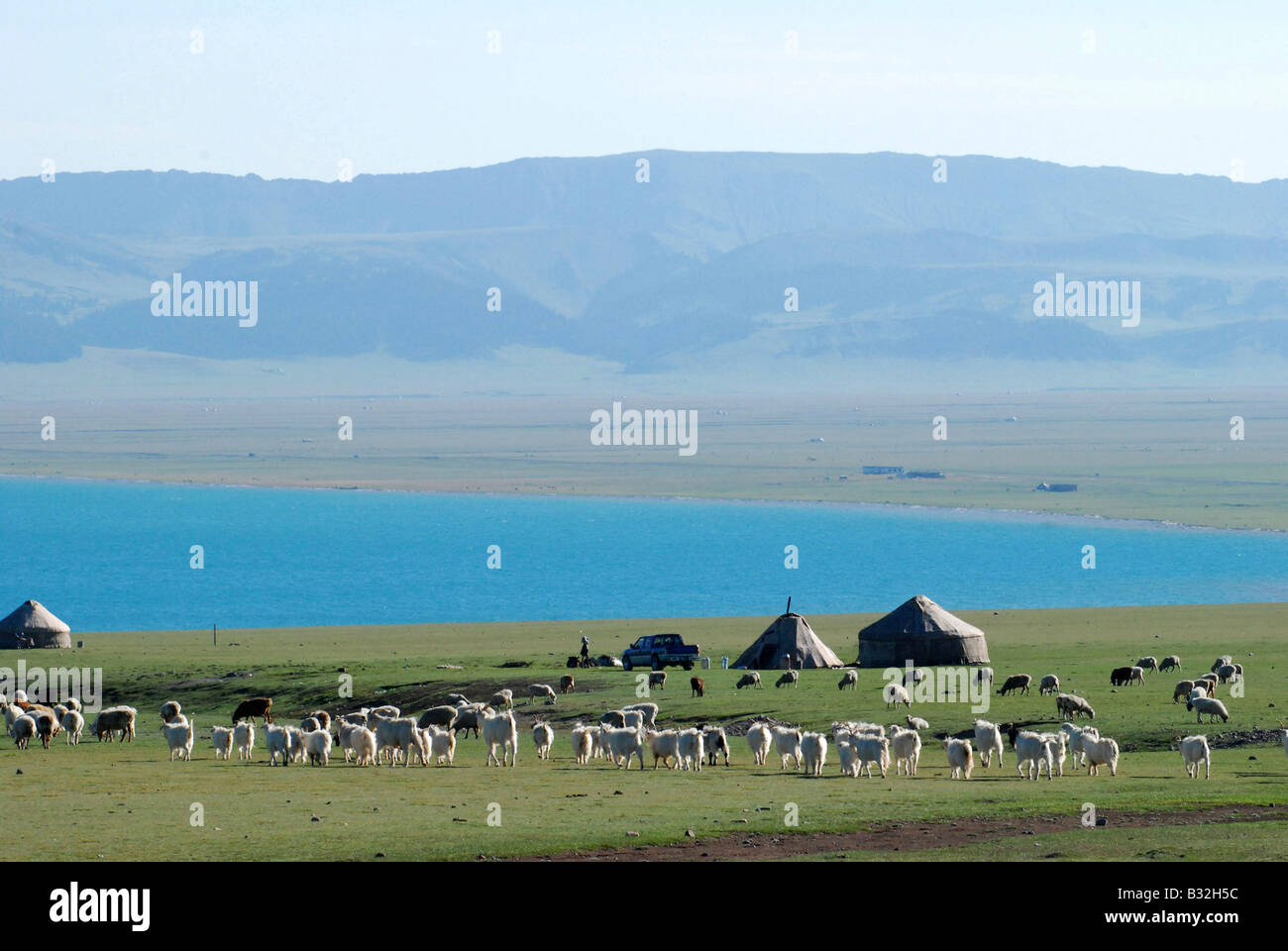 Sheep Range Beside River,Xinjiang,China Stock Photo - Alamy