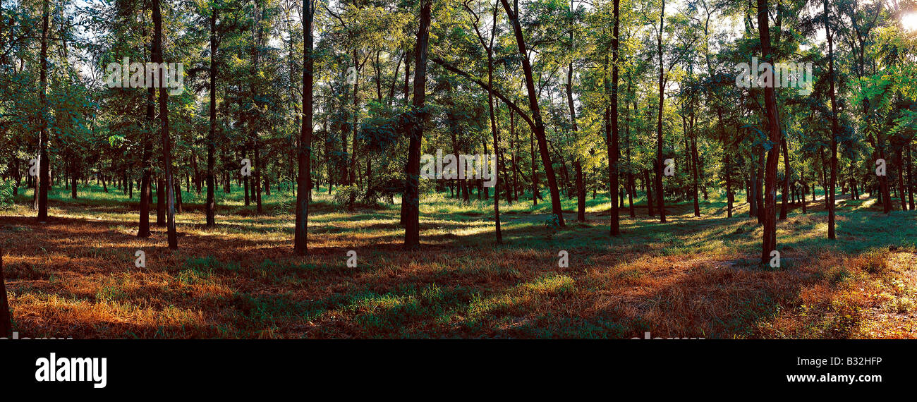 Forest In Resort Stock Photo - Alamy