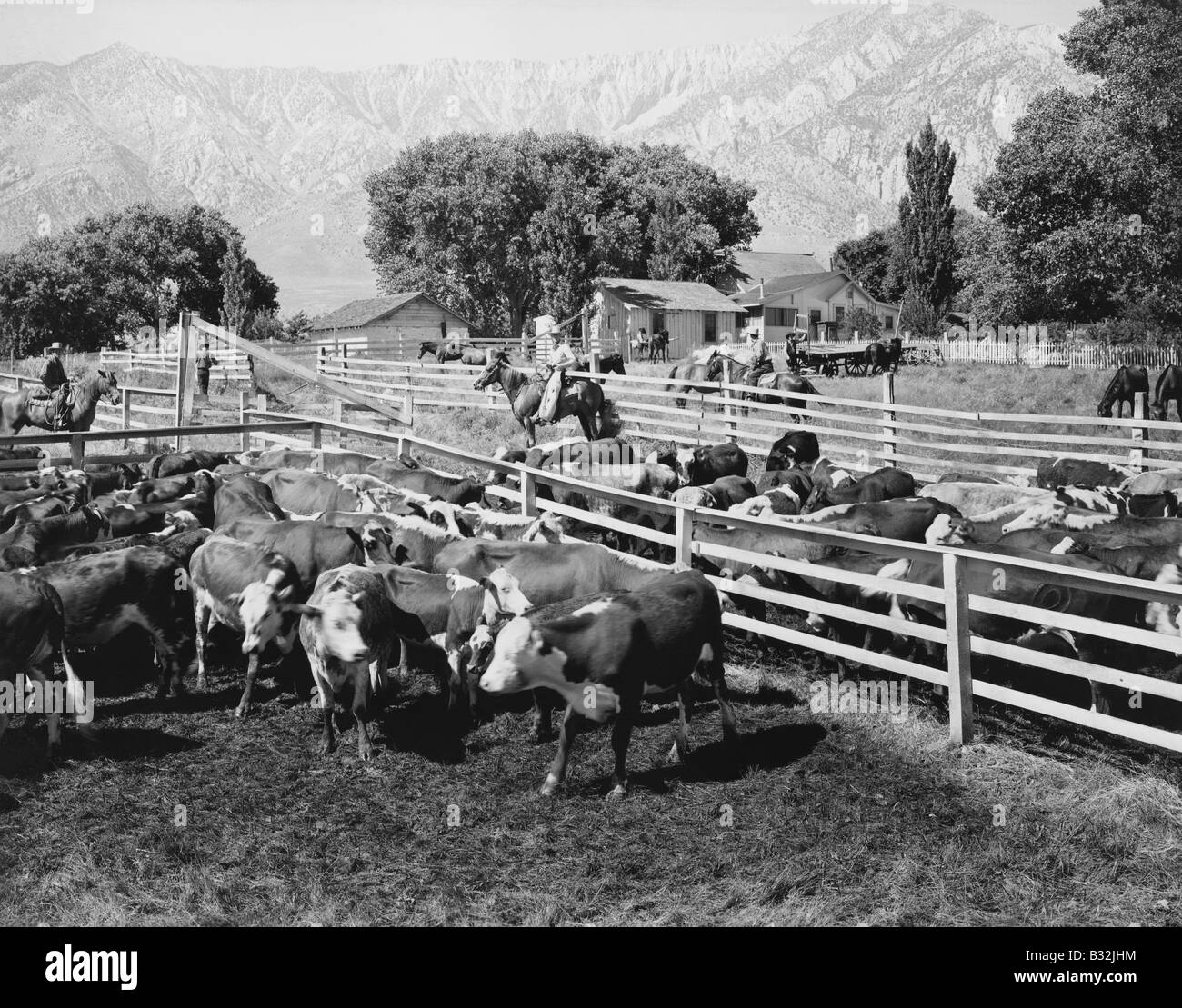 Cattle Ranching 1800s