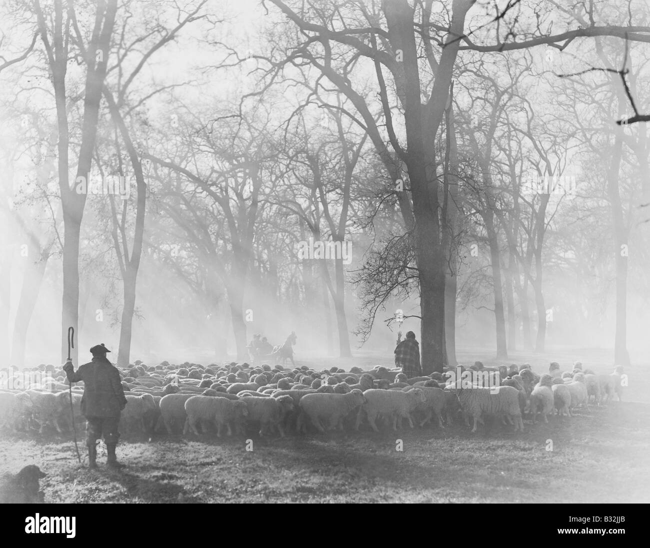 Leading the Flock - sheepherders at work Stock Photo - Alamy