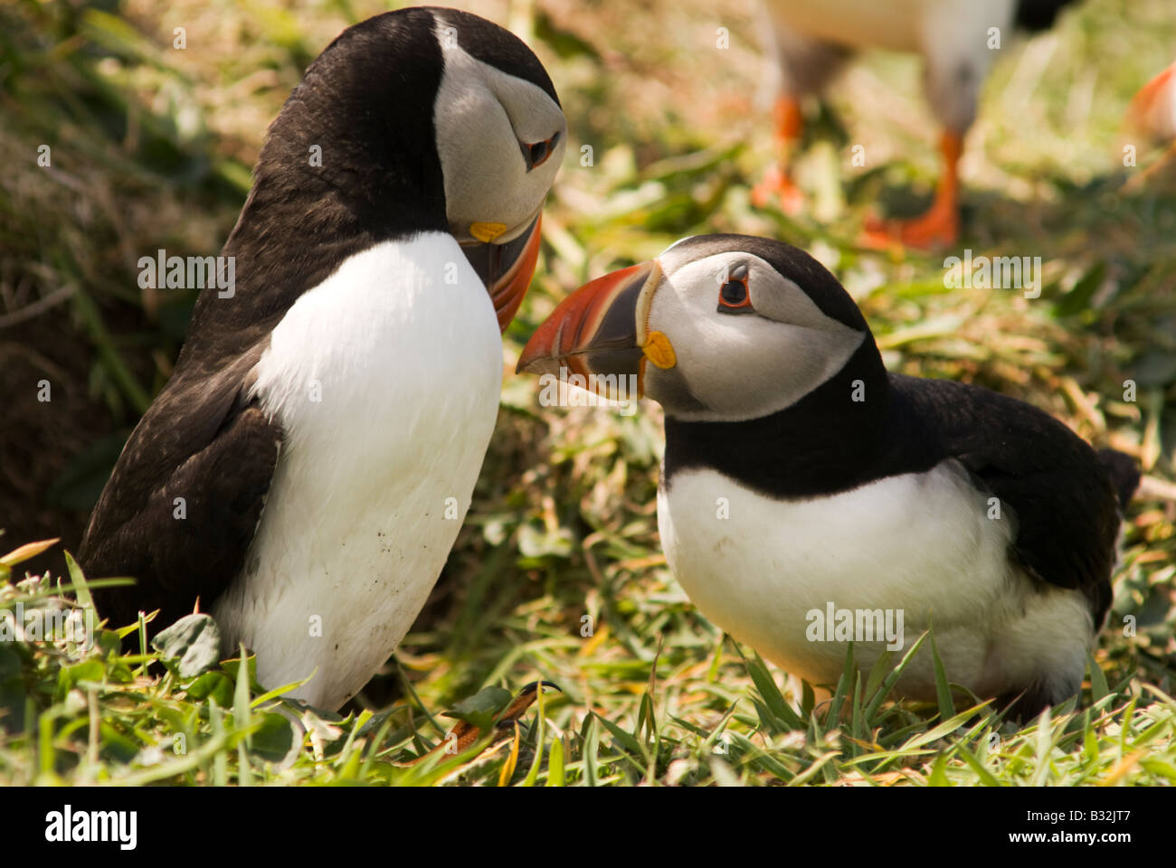 two puffins billing their bills as a sign of courtship Stock Photo - Alamy