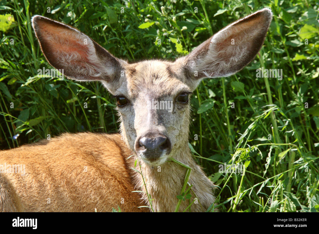 Close up of Mule Deer deer Stock Photo - Alamy