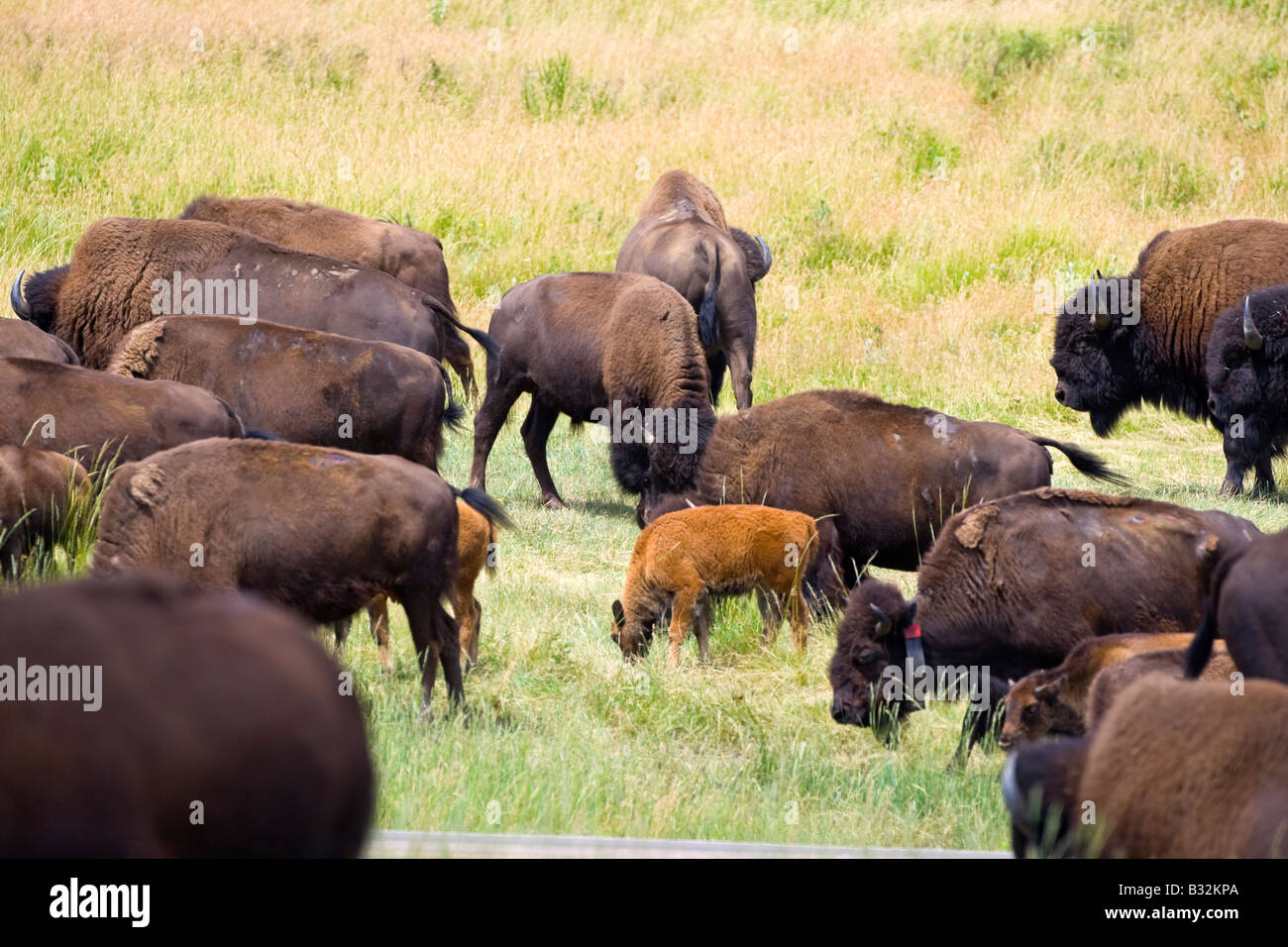 Large herd of American Bison (Bison bison Stock Photo - Alamy