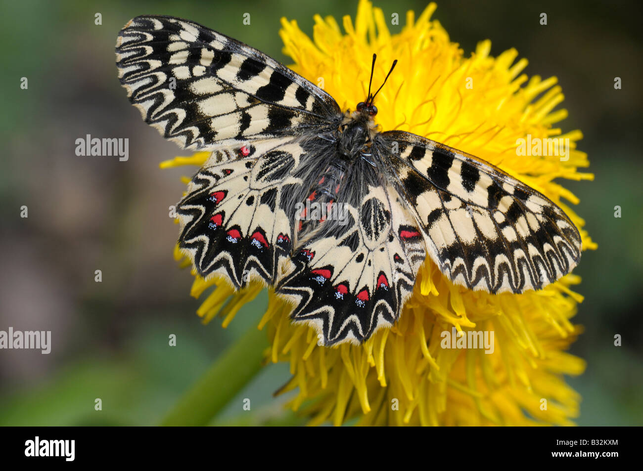 Insect of flower hi-res stock photography and images - Alamy