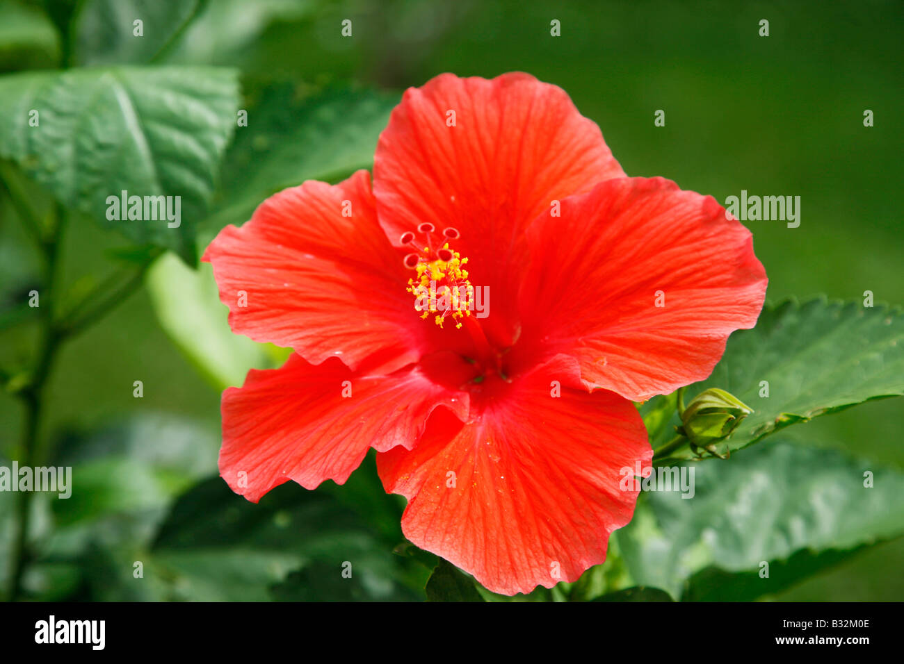Dominican republic flower red hi-res stock photography and images - Alamy