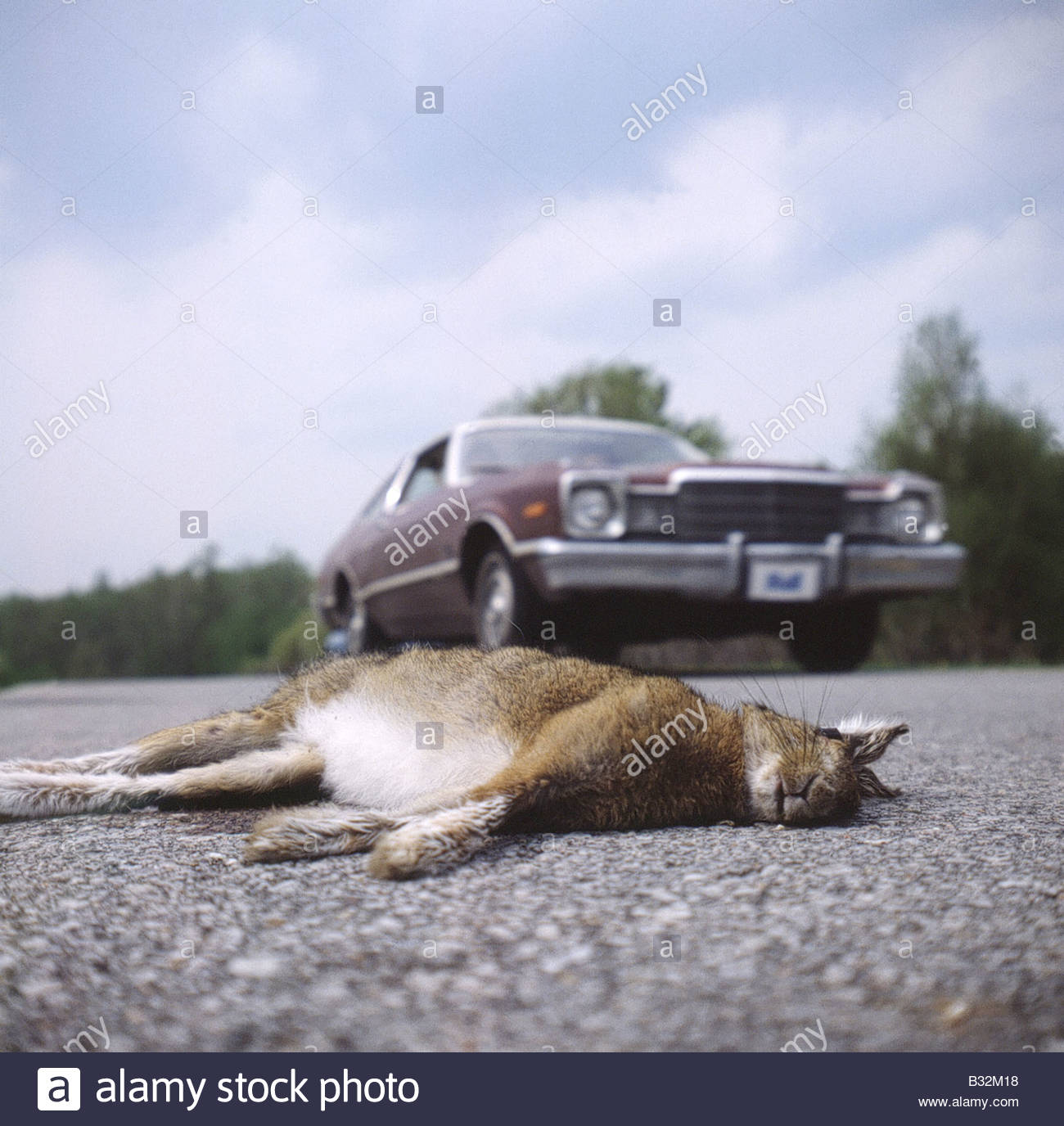 Road Kill Rabbit Dead High Resolution Stock Photography and Images - Alamy