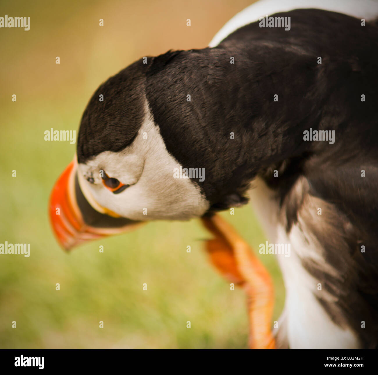 Puffin head hi-res stock photography and images - Alamy