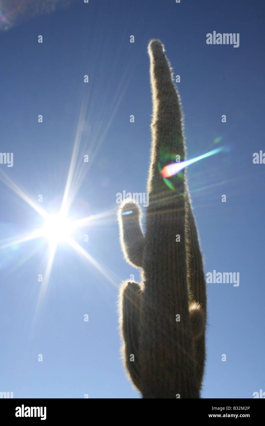 A cacti from South America Stock Photo - Alamy