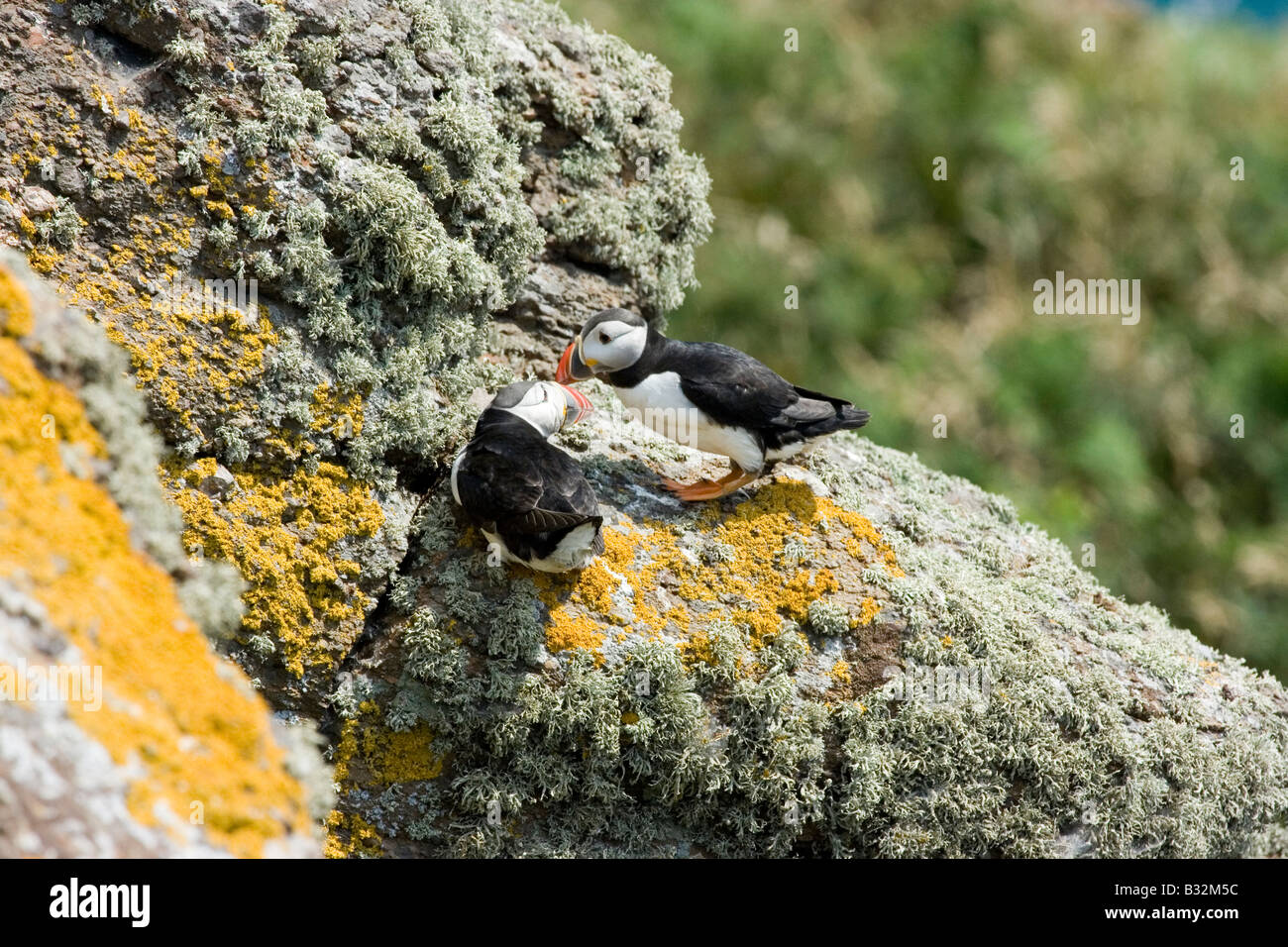 Puffins kissing on a rock on skomer island. (have a look at my other ...