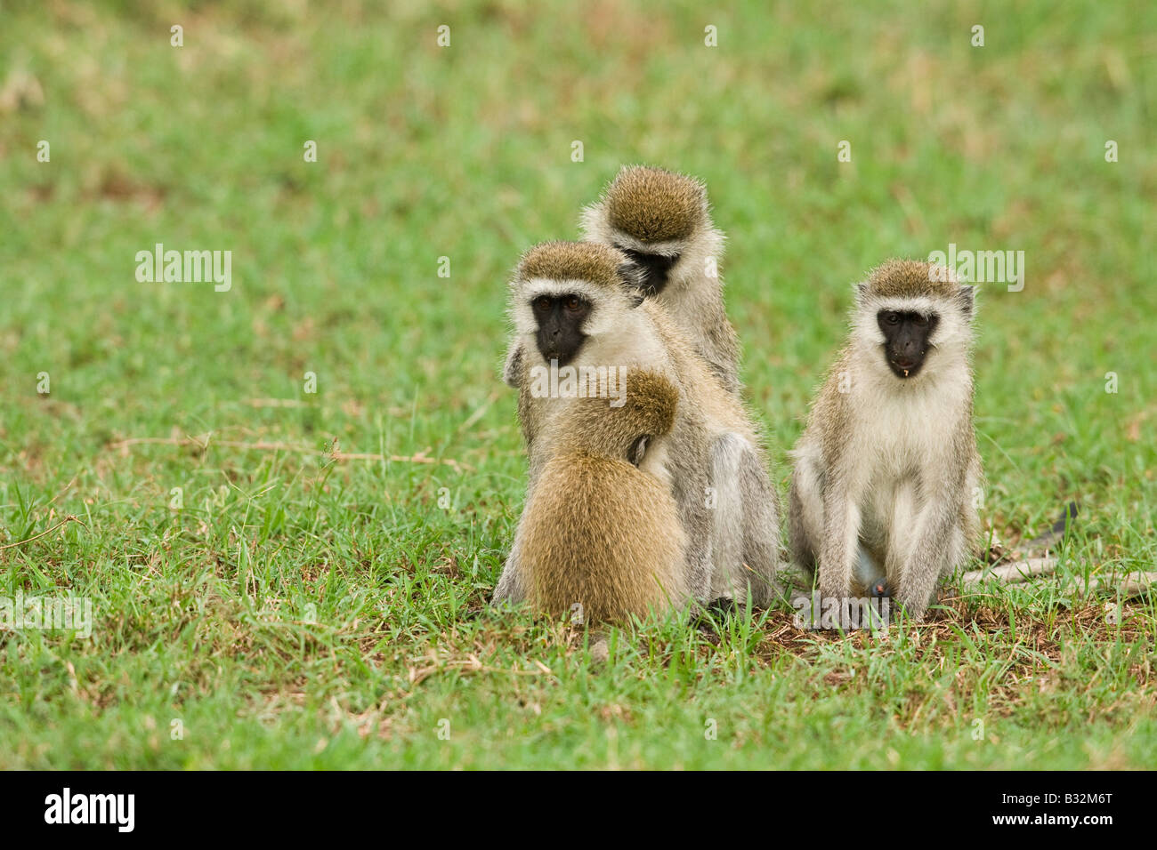 Vervet Monkeys (Cercopithecus pygerythrus Stock Photo - Alamy