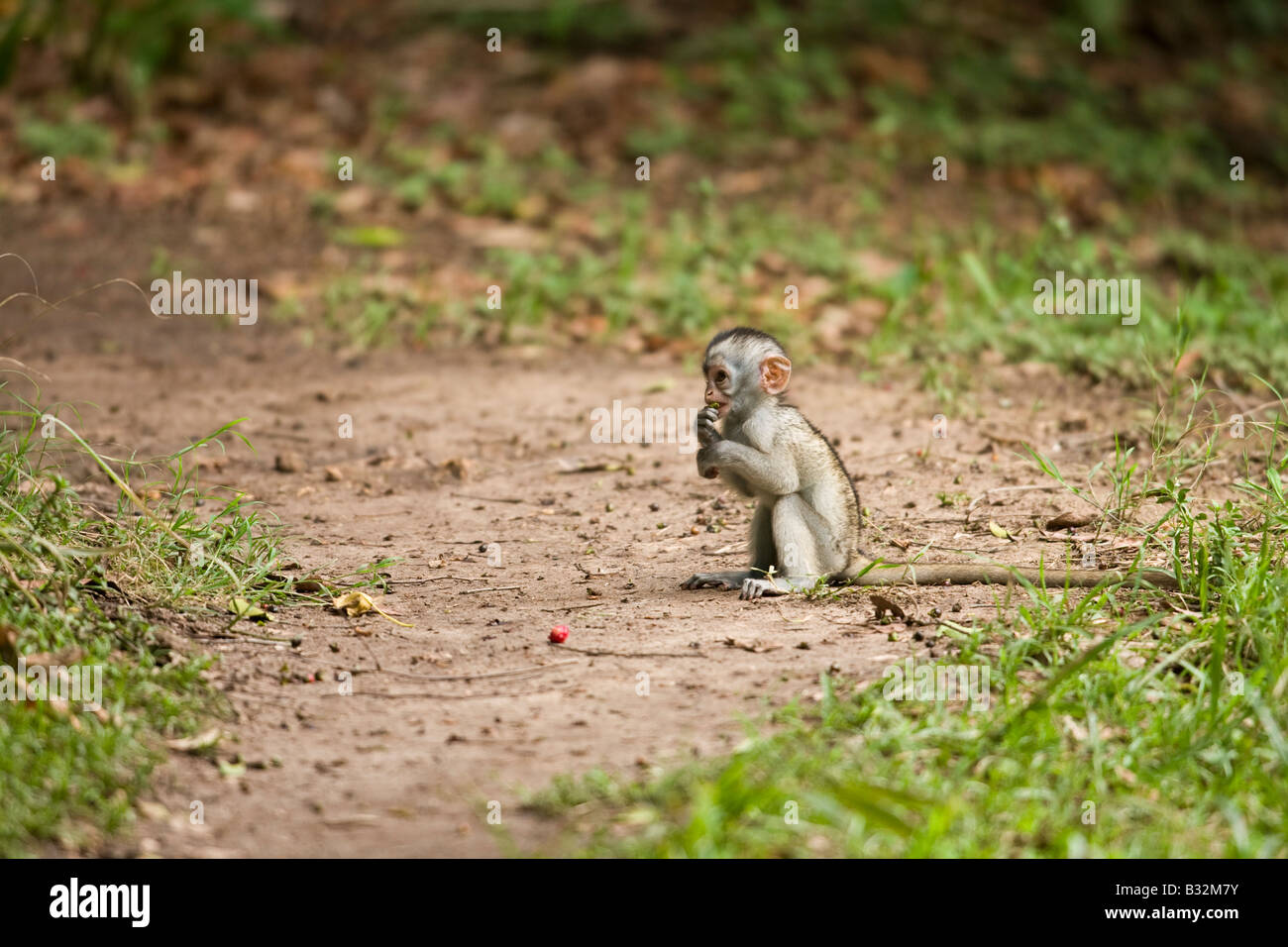 Vervet Monkey (Cercopithecus pygerythrus) baby Stock Photo - Alamy