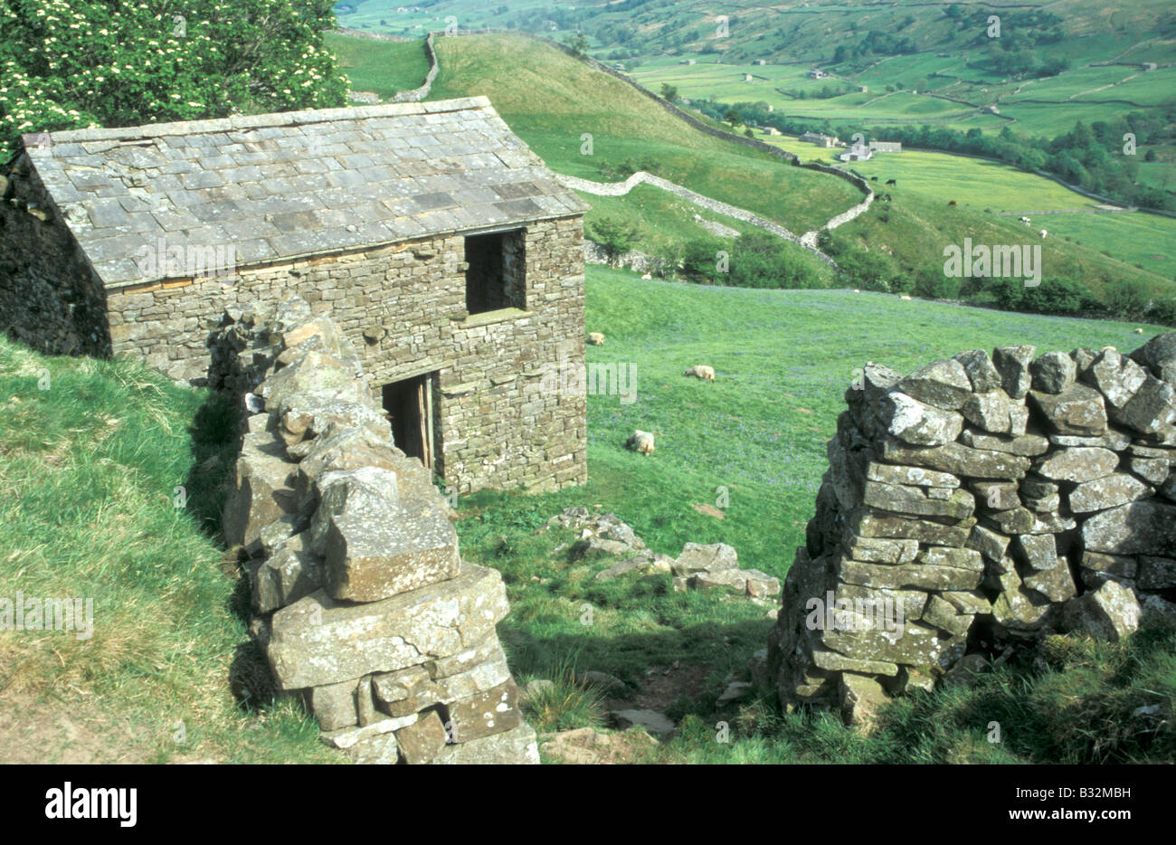 stone barn and drystone walls in Stock Photo - Alamy