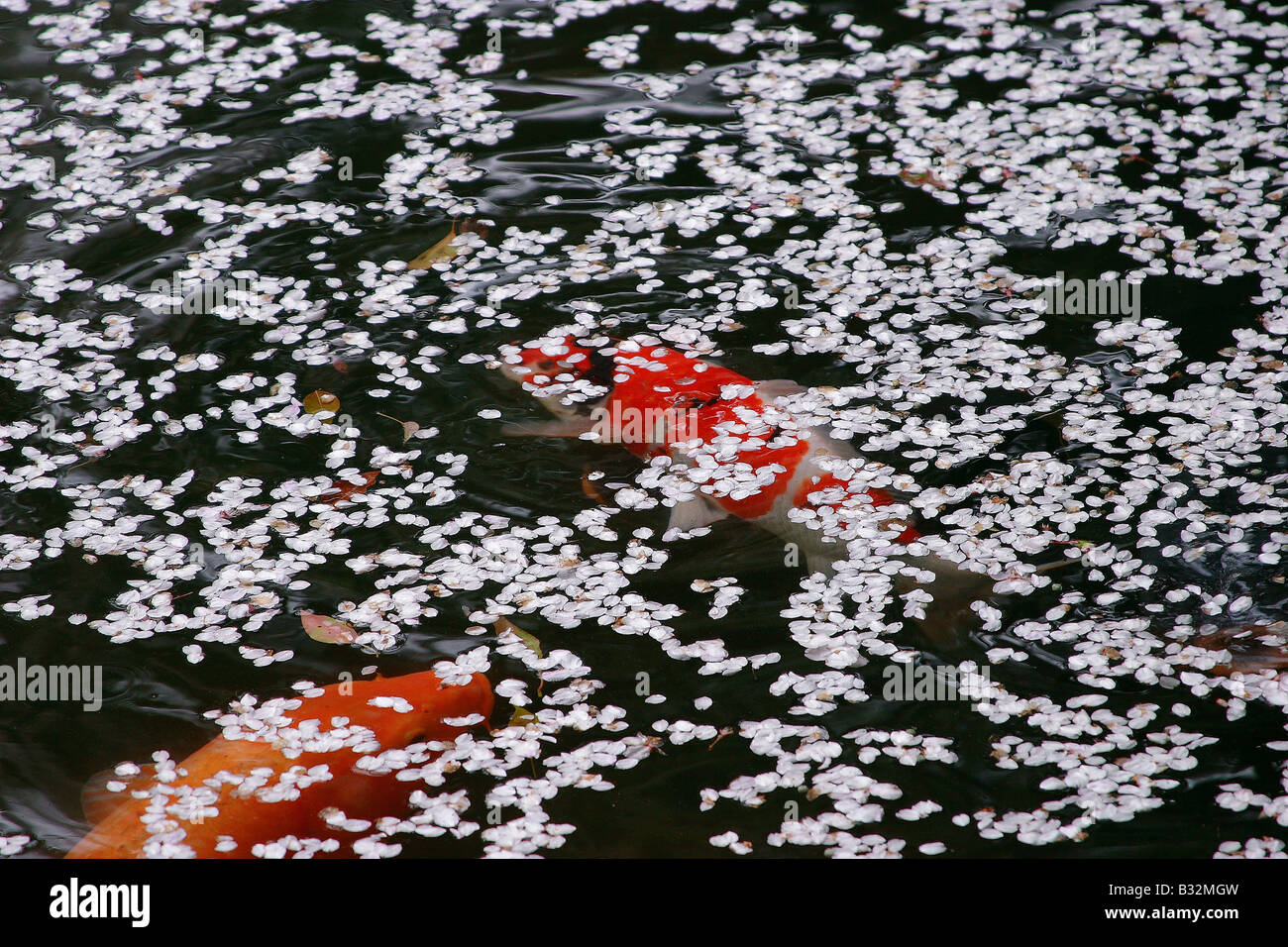 Fish In The River,Japan Stock Photo - Alamy