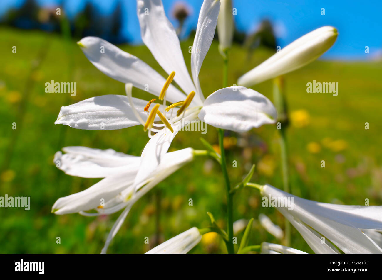 St Bruno's Lily ( Paradisea lilliastrm ). Alpine summer meadow. Bernese ...