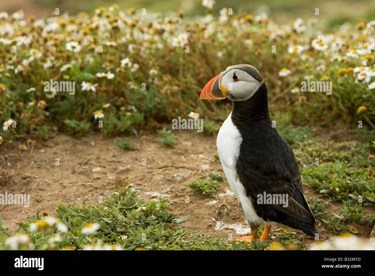 Puffin walking wildlife hi-res stock photography and images - Alamy
