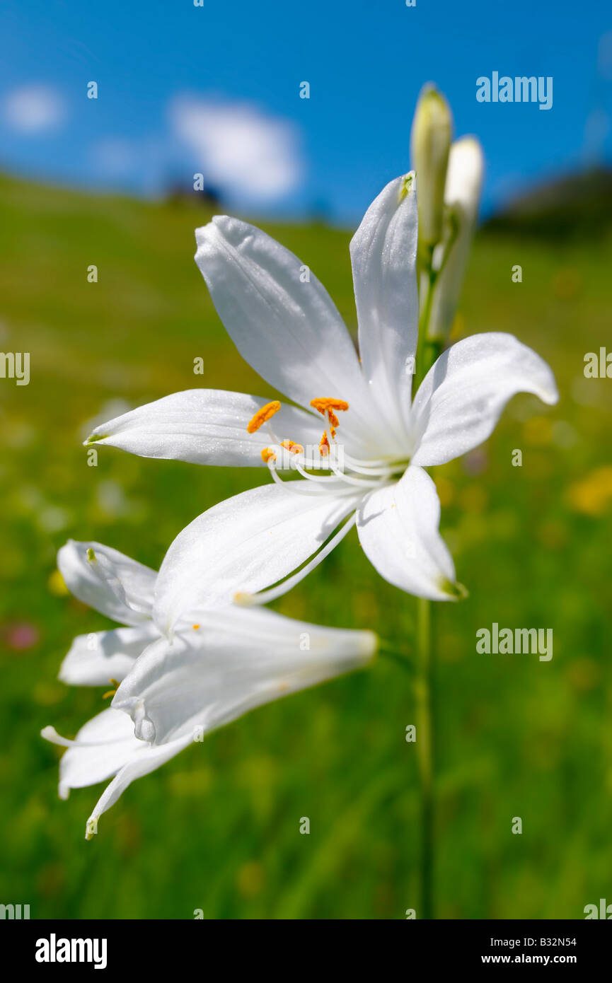 St Bruno's Lily ( Paradisea lilliastrum ). Alpine summer meadow ...