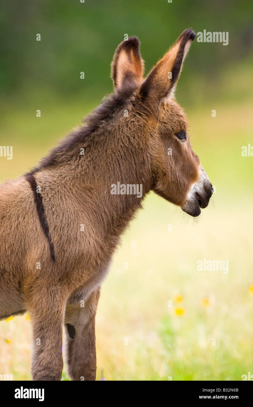 Juvenile Feral Burro (Equus asinus) in Custer State Park, SD Stock ...