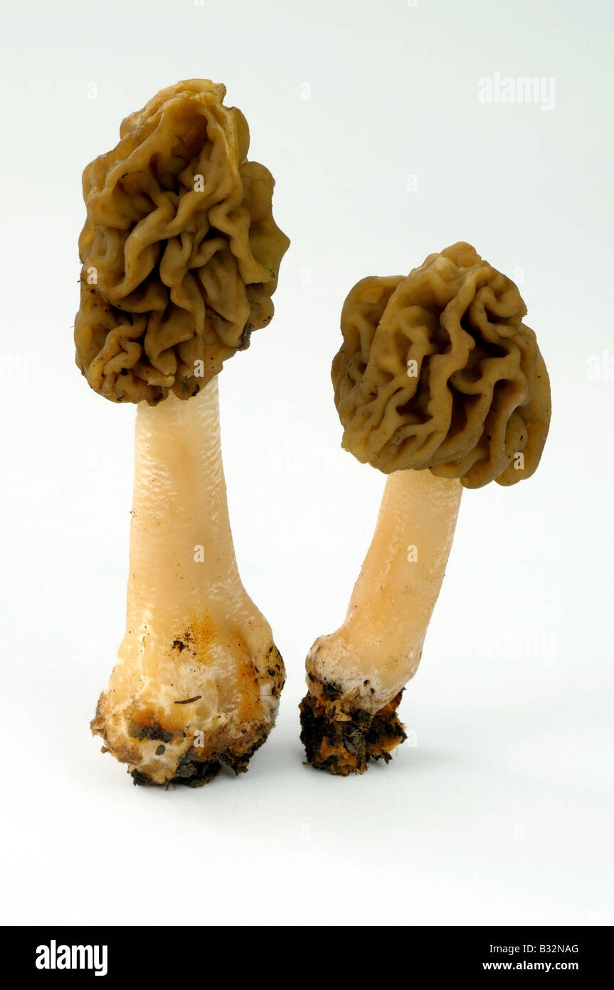 Early Morel, False Morel (Verpa bohemica, Ptychoverpa bohemica Stock ...