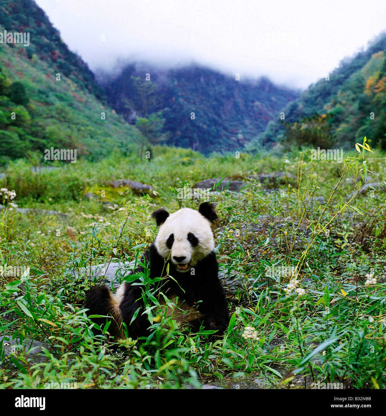 Panda land hi-res stock photography and images - Alamy