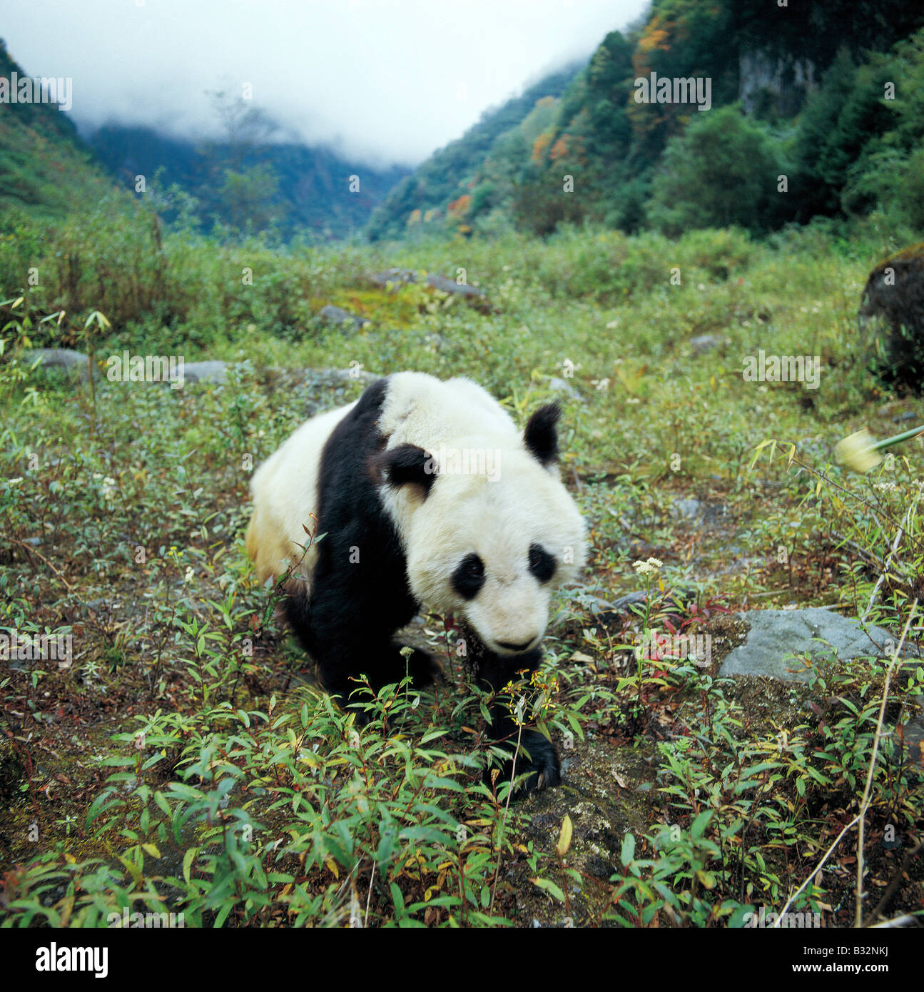 Panda land hi-res stock photography and images - Alamy