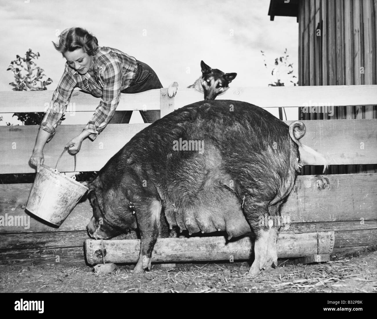 Hungry Pigs High Resolution Stock Photography and Images - Alamy
